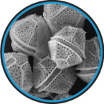 Elementor #395 - Planktomania